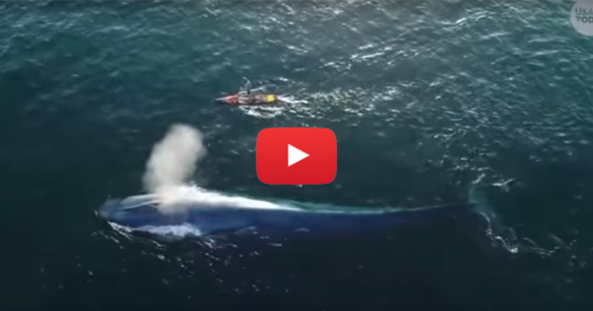 Massive Blue Whale Swims Next To Paddle Boarder | Paddling.com