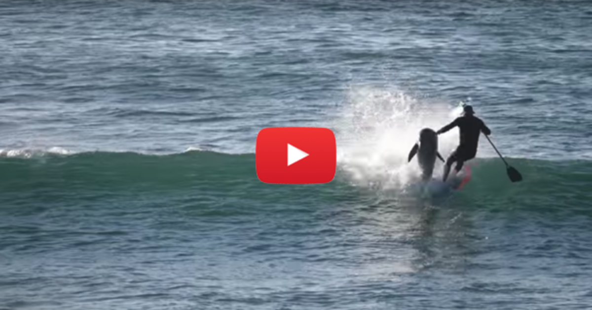 Paddleboarder Tackled by a Dolphin | Paddling.com