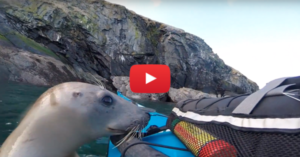 Kayaking with a Curious Seal | Paddling.com
