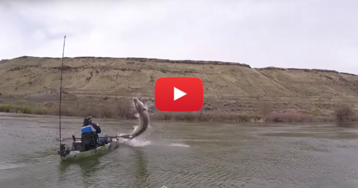 Kayak Fisher Lands Monster Sturgeon in an Epic Fight | Paddling.com