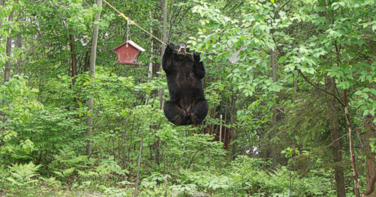 How To Bearproof Your Camp | Paddling.com