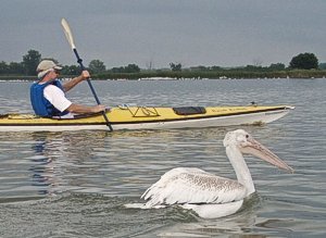 Kayak Birding - The Untold Stories | Paddling.com
